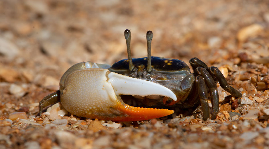 fiddler crabs fighting
