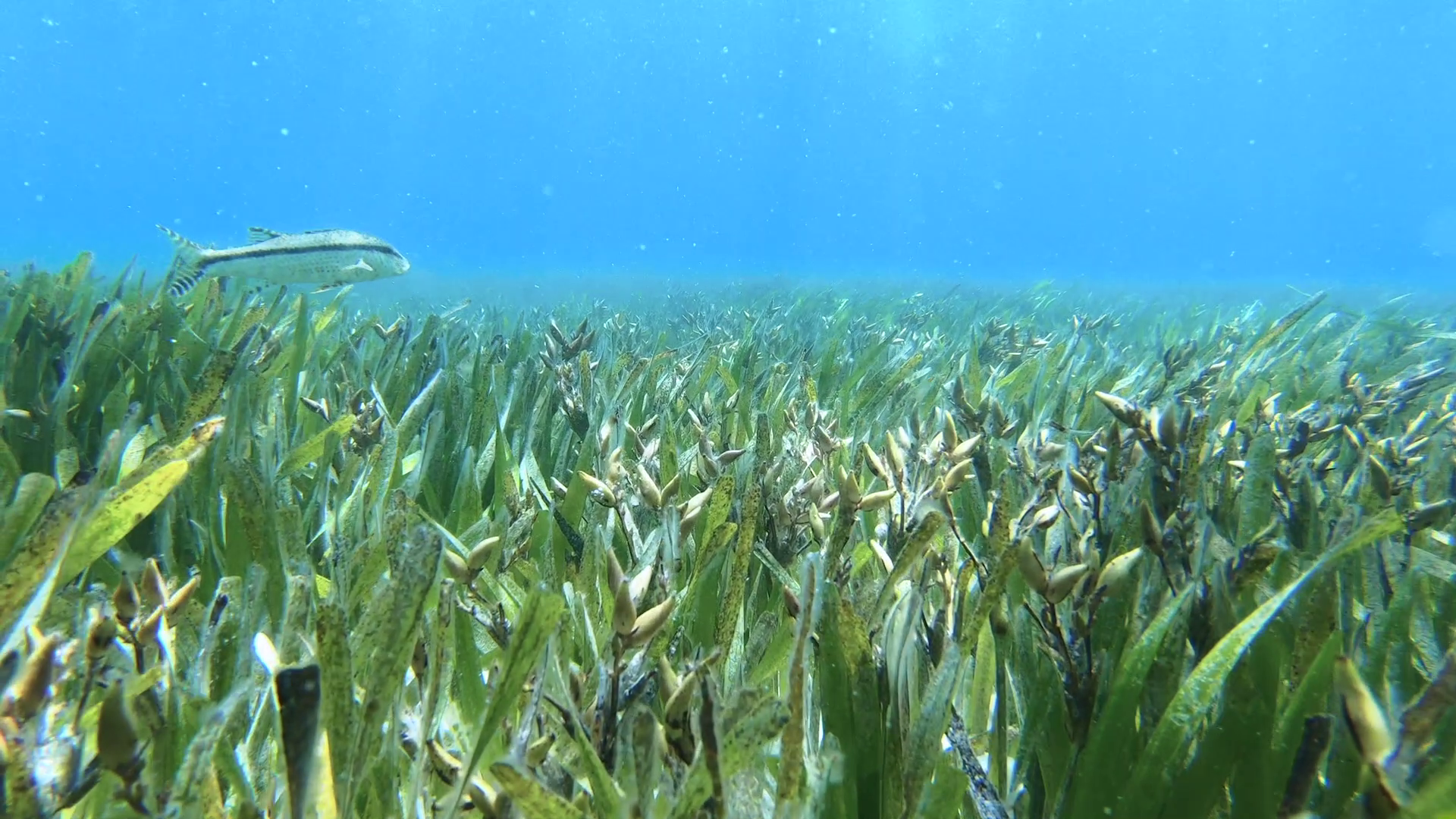 OceanWorks Prototype Projects : The University of Western Australia