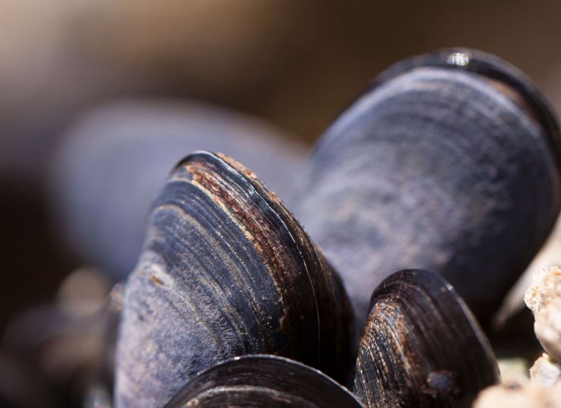 Understanding the impact of bivalves on marine infrastructure : The ...