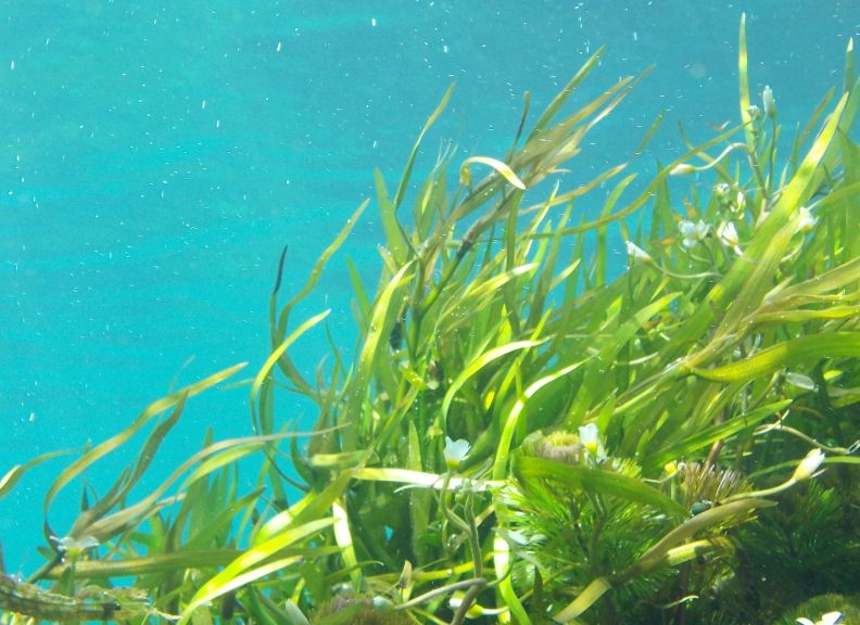 Testing waters with DNA zoo technology to build genomic resources for ...