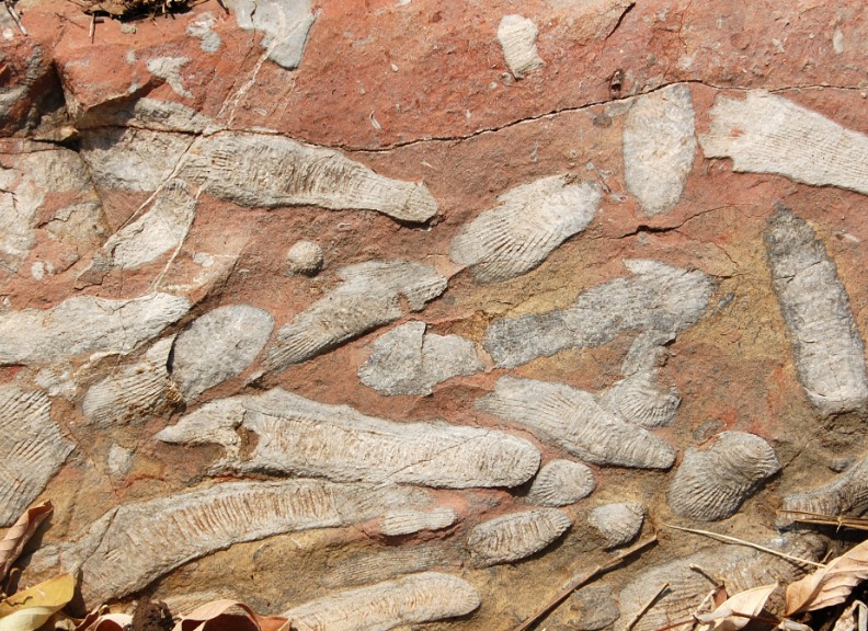 Early life and biotic evolution : The University of Western Australia