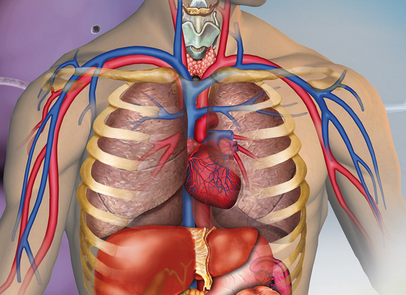 Basic Human Anatomy A Regional Study Of Human Structure Study Poster