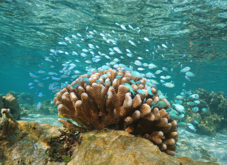Unravelling the nature of fish-coral interactions : The University of ...