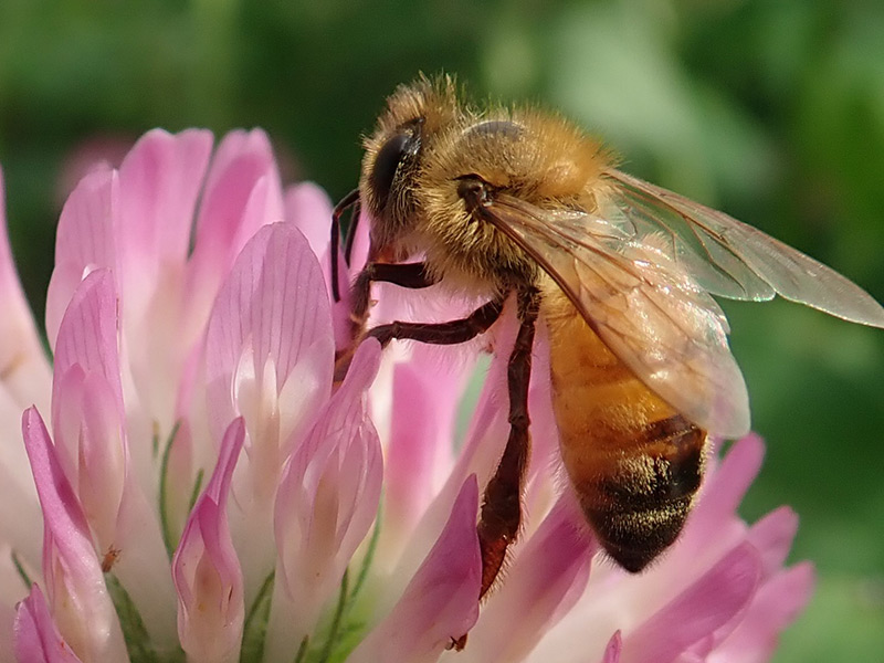 Bee Friendly Pastures : The University of Western Australia