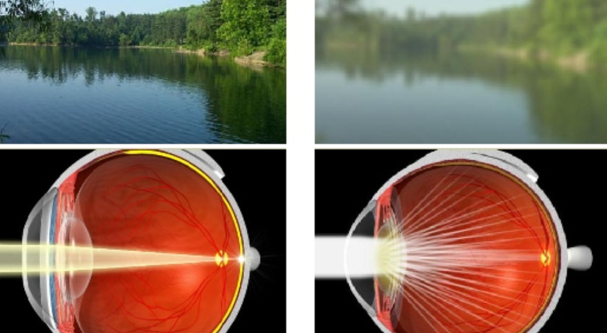 Research Projects : The University of Western Australia