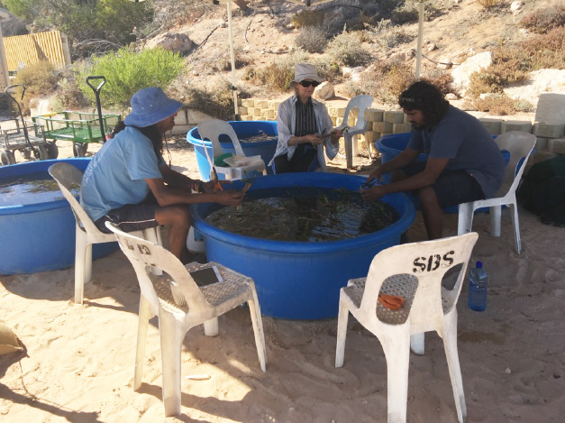 Seagrass restoration under way at Useless Loop