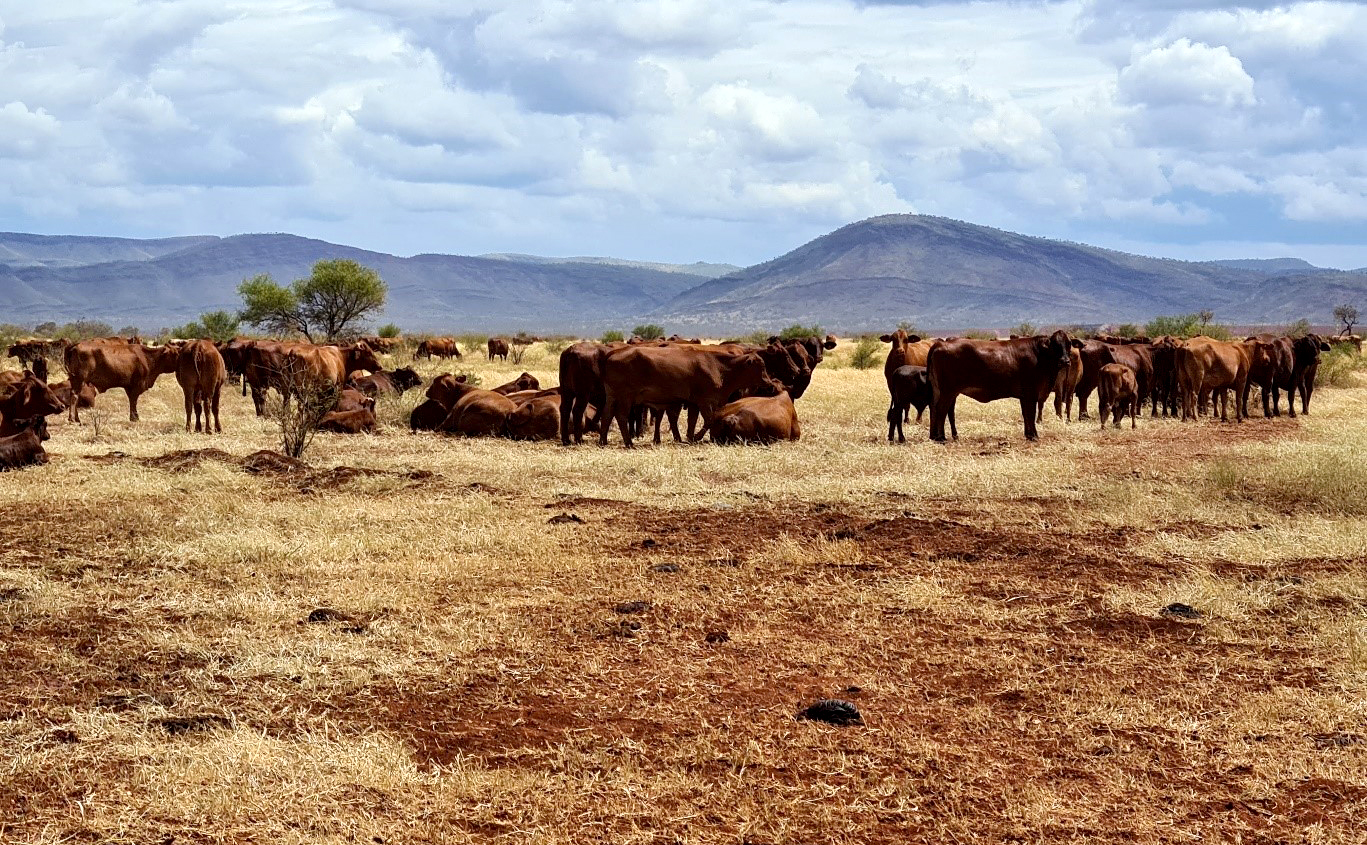 Mustering WA beef producers to participate in UWA research