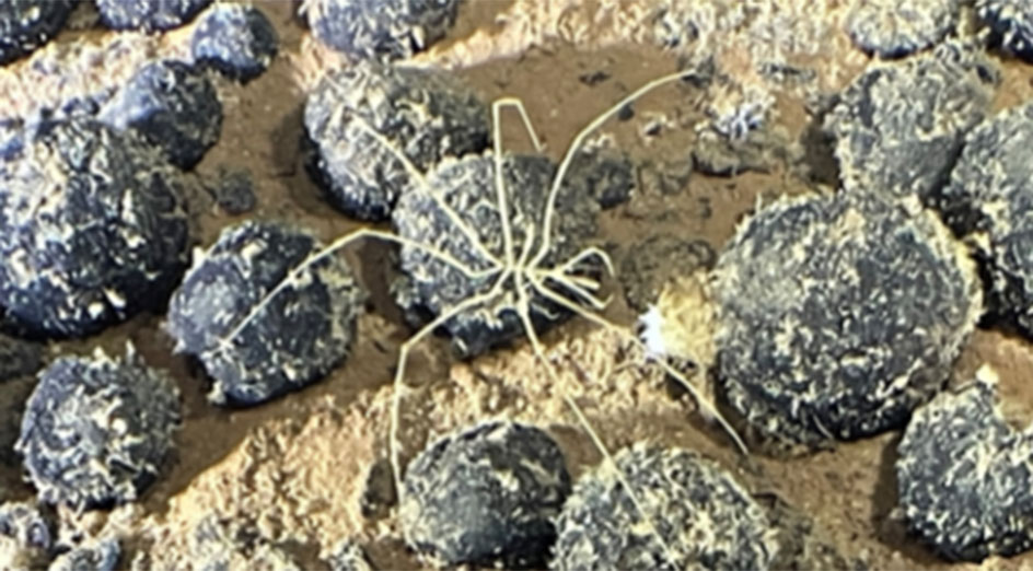 Manganese nodules in East Indian Ocean | Mirage News