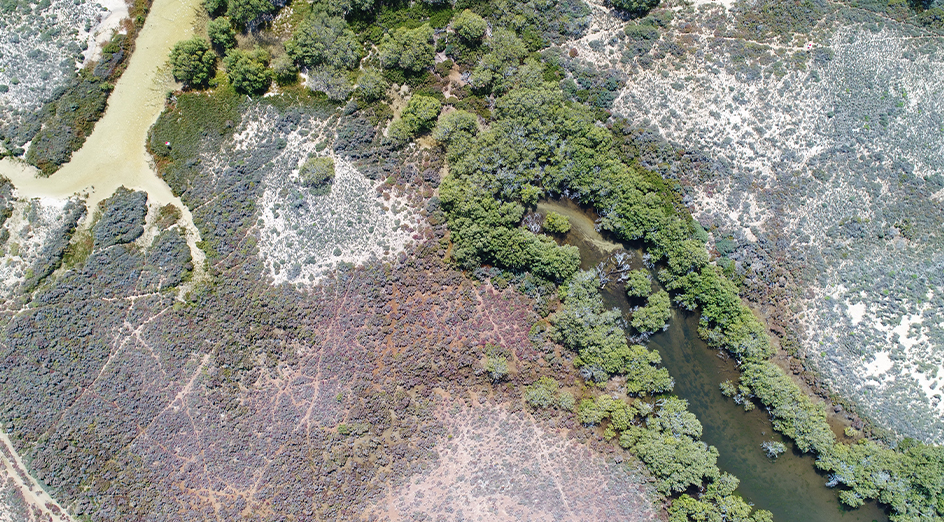 UWA School of Agriculture and Environment : The University of Western ...