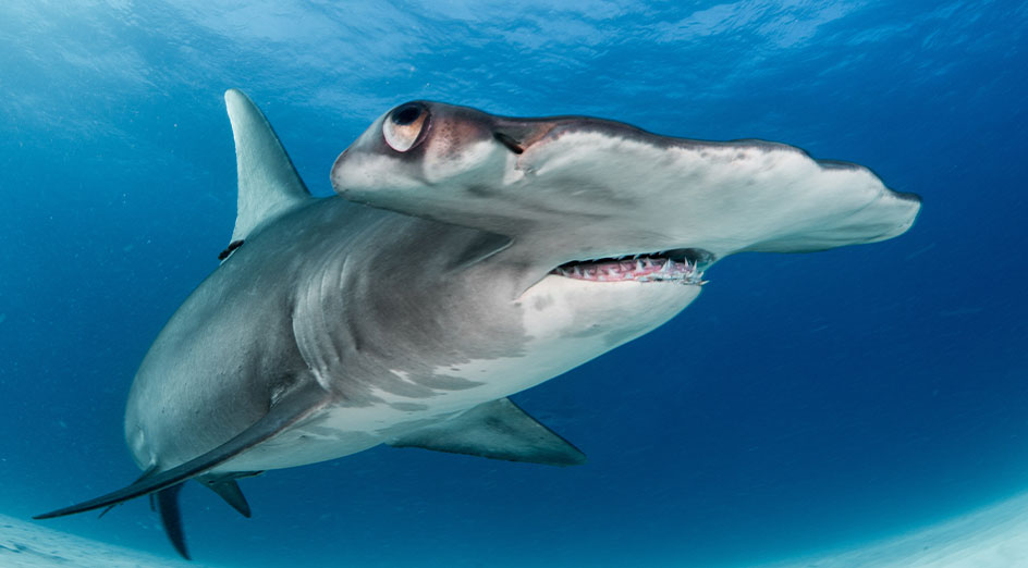 Hammerhead Sharks Freely Dive to Regulate Body Temperature | Mirage News