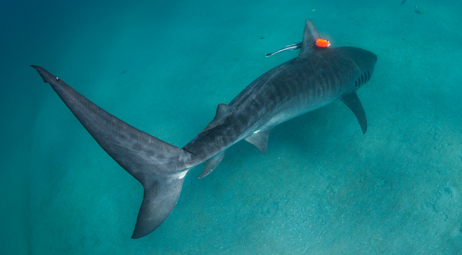 Tracking the tailbeats of a tiger shark