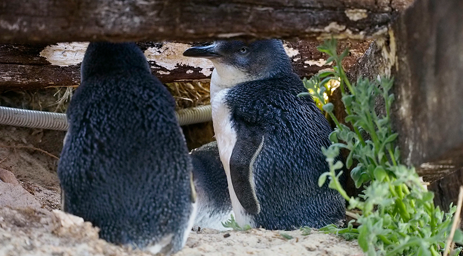 Call for beach walkers to support penguin research