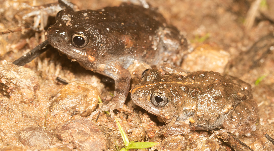 New species of toadlet named in honour of Gurrumul