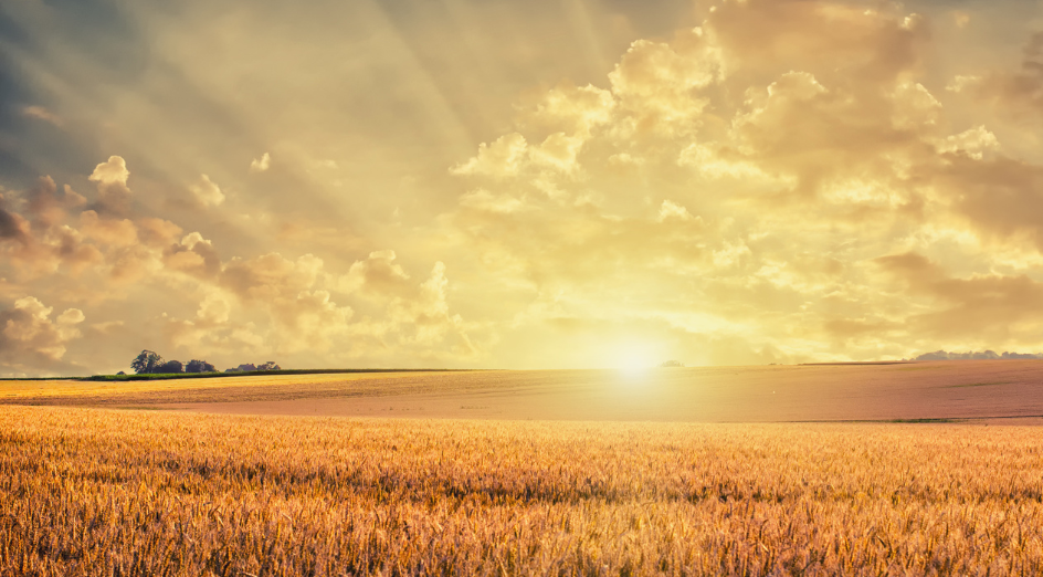 Climate change impact on wheat grain composition and quality