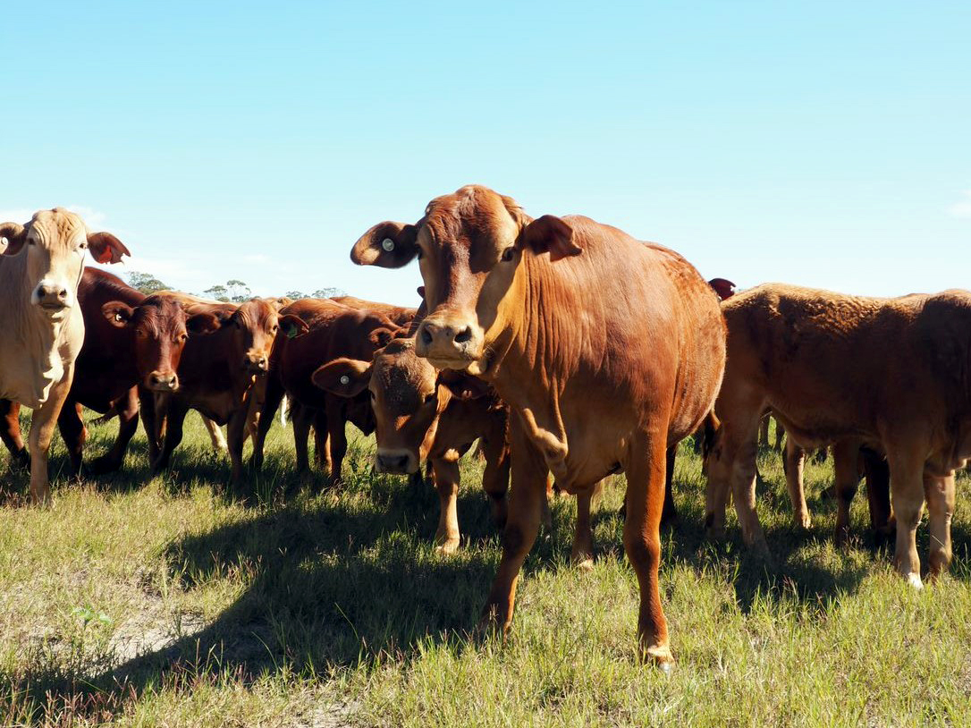 Driving adoption of new innovations in livestock management