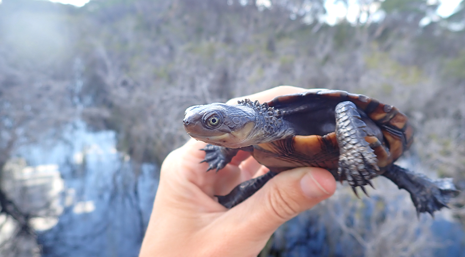 Bold plan to find 'Goldilocks' wetlands for Western Swamp Tortoise