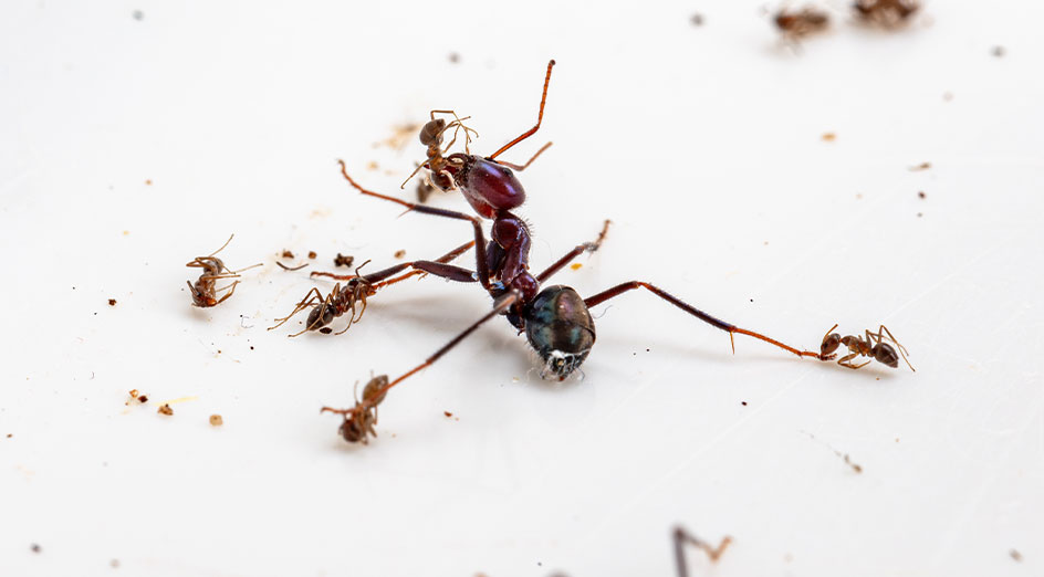 Ant wars: How native species can win the battle over invasive pests