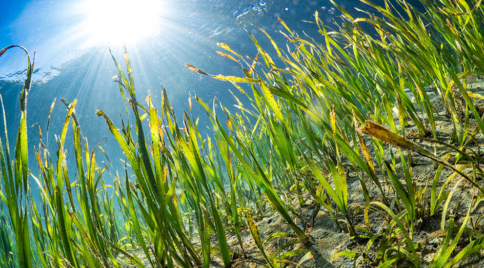 Seagrass restoration under way at Useless Loop