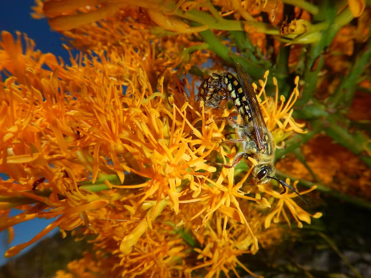 'WA's Christmas tree': what a mungee can teach us about treading lightly