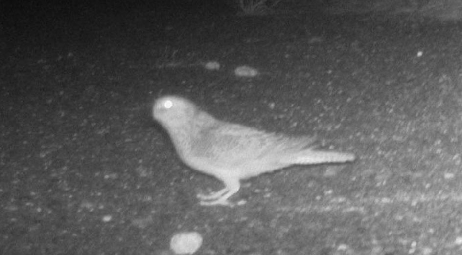 'Breakthrough discovery': Indigenous Rangers in outback WA find up to ...