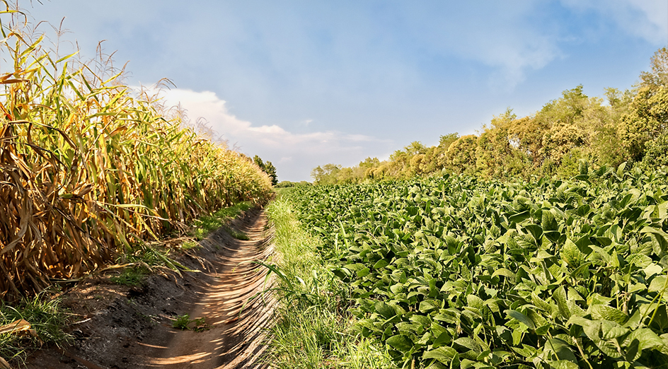 Diverse Crop Rotations Boost Soil Health, Yield, Environment | Mirage News