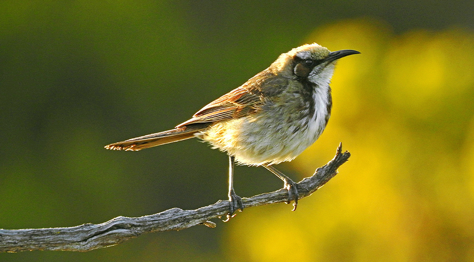 In a record-breaking drought, bush birds flocked to the city