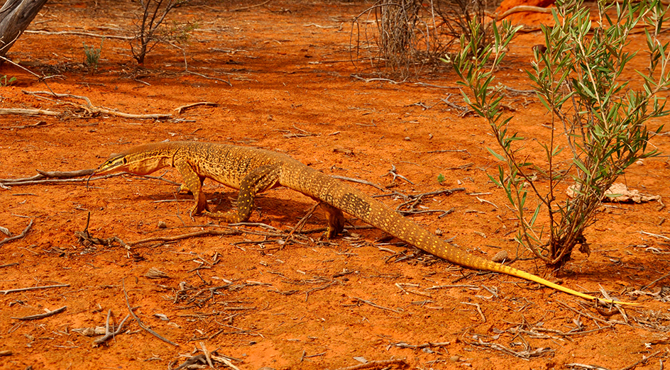 Indigenous wildlife tracking skills underpin vast monitoring project