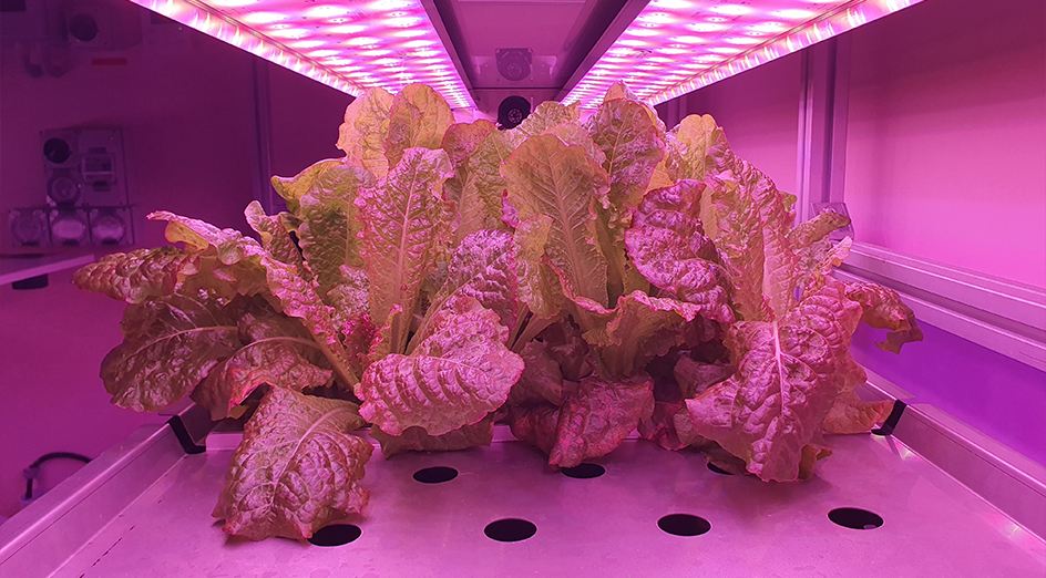 Programming plants for Earth and beyond