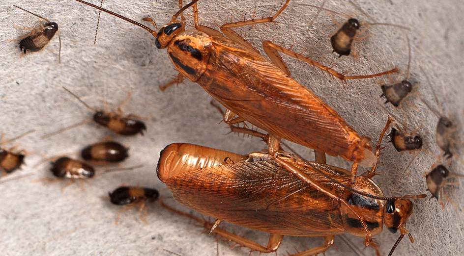 Scientists solve 250-year-old mystery of German cockroaches