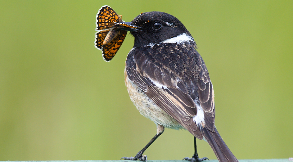 Study reveals why prey animals use dull or bright colours for survival