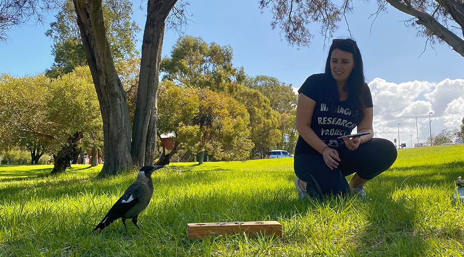 Social Network Connections Linked To Smarter Magpies | Mirage News