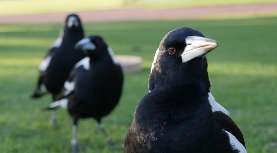 Magpies Discern Food Quantities, Intruder Calls | Mirage News