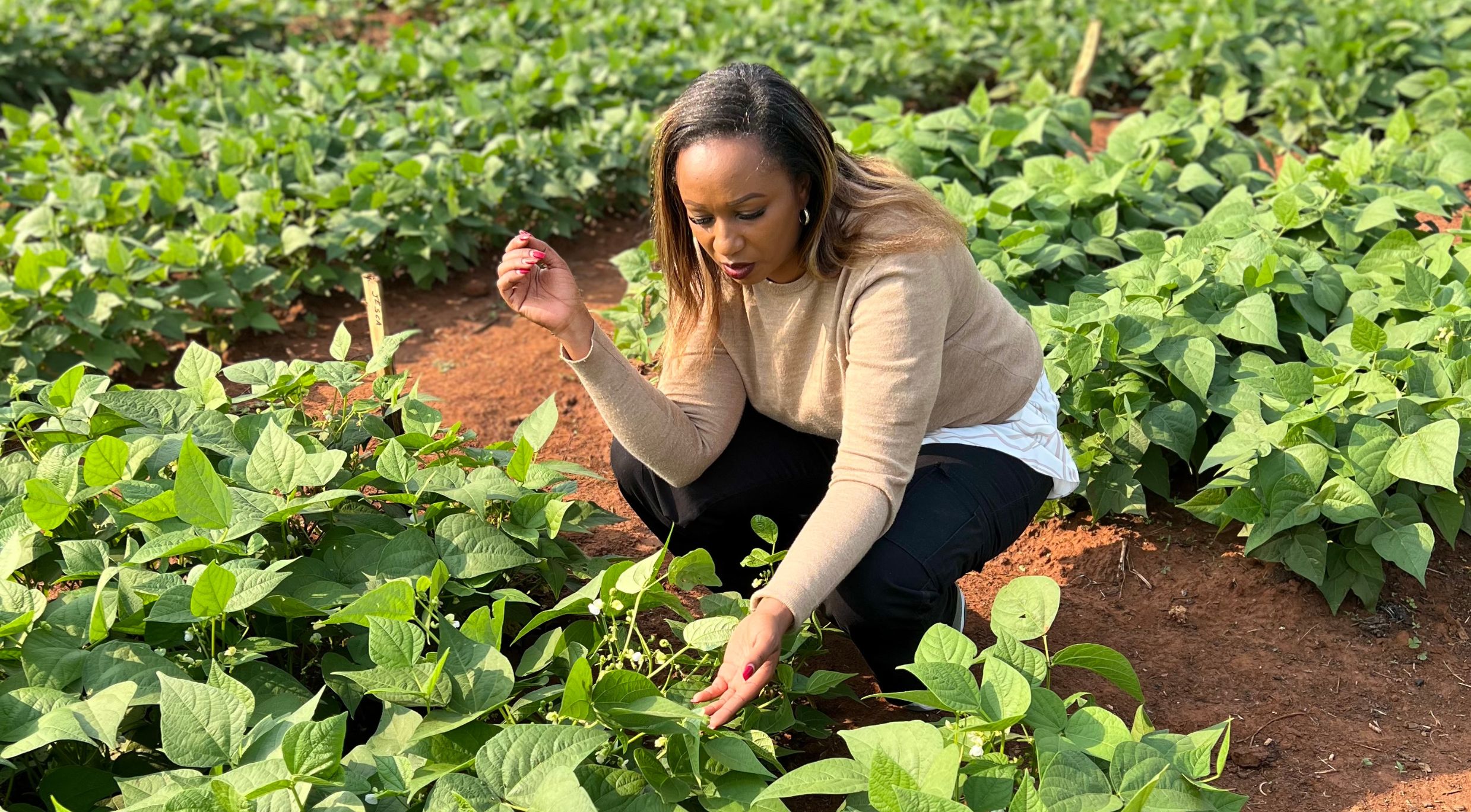 Breeding better beans for a more food-secure future