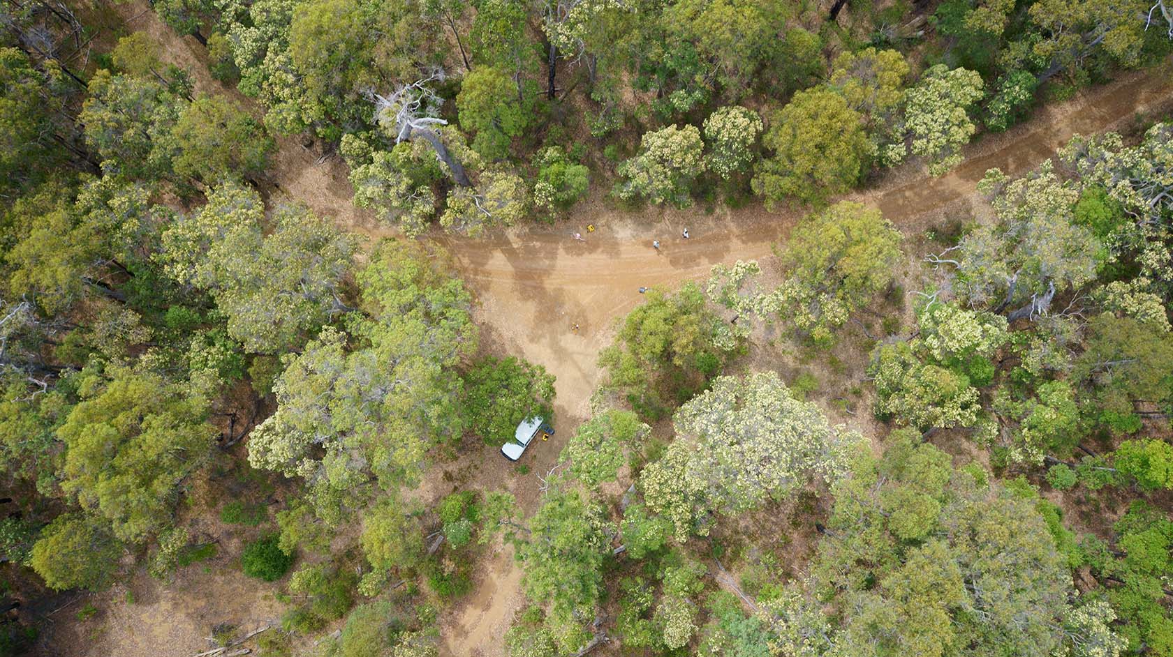 Eye in the sky to chart flowering tree canopies