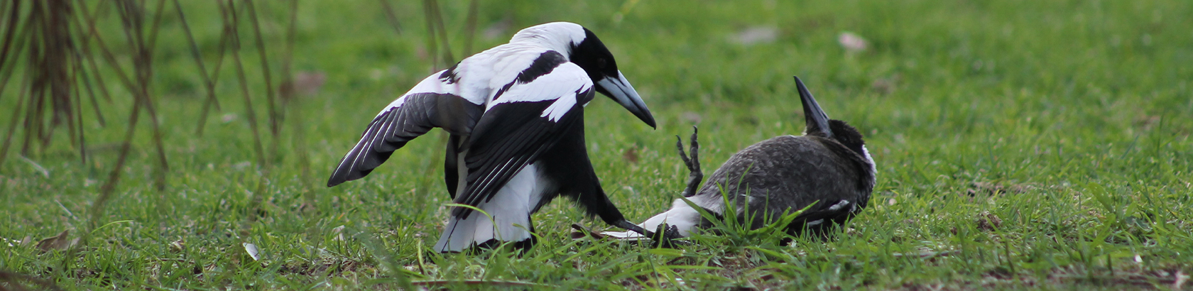 Mean magpies have nothing to squawk about