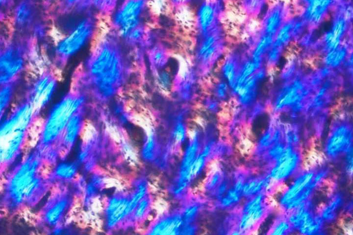 Centre for Forensic Anthropology : The University of Western Australia