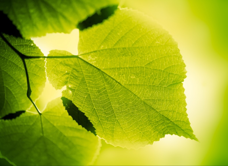 Body Donation Program : The University of Western Australia