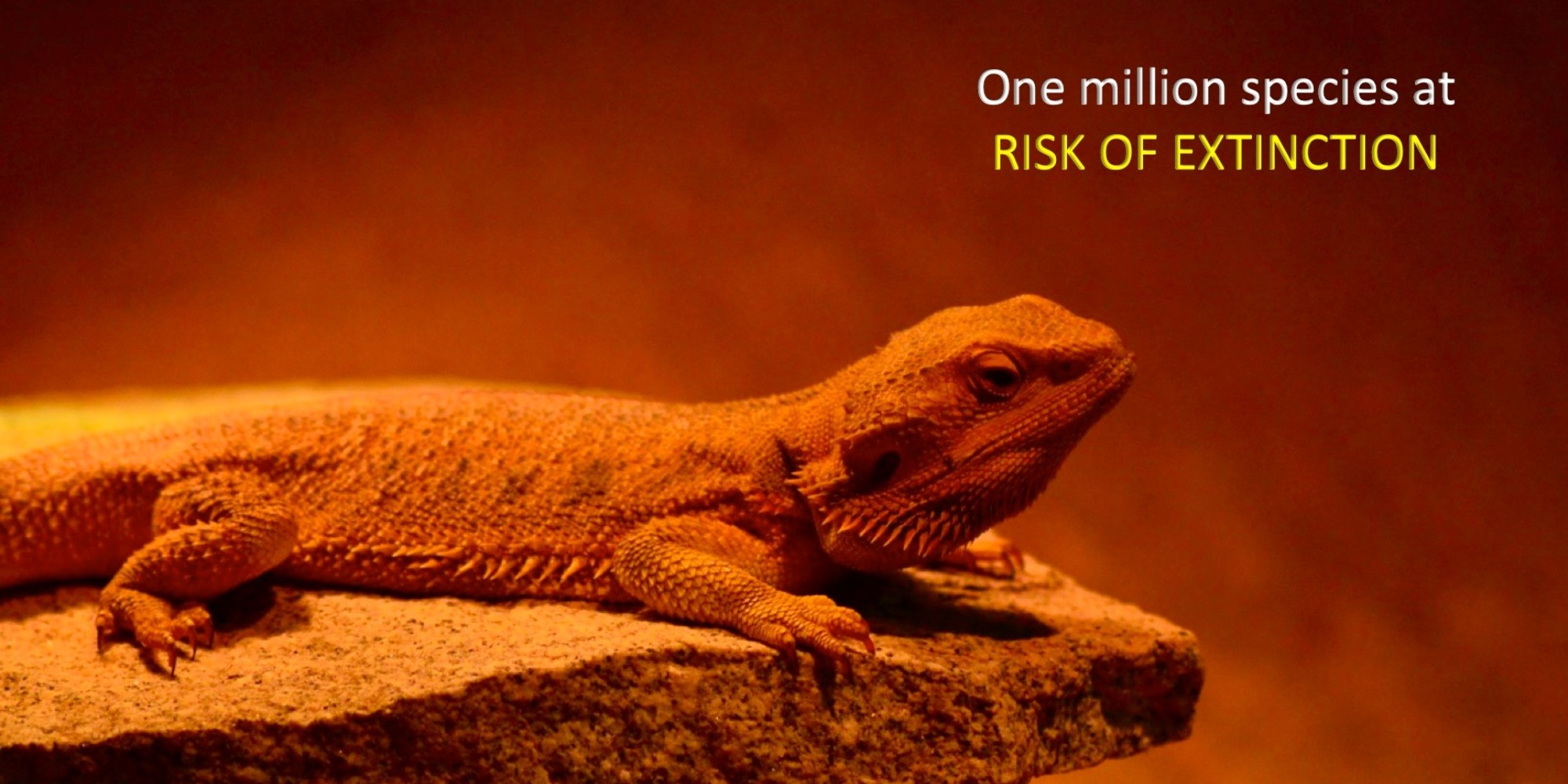 UWA School of Agriculture and Environment : The University of Western ...