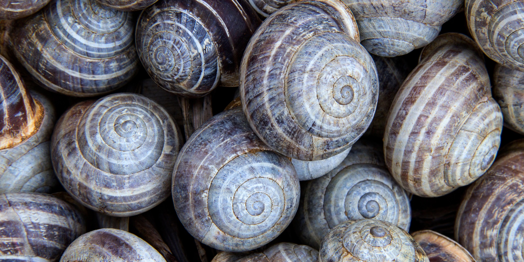 School of Biological Sciences : The University of Western Australia