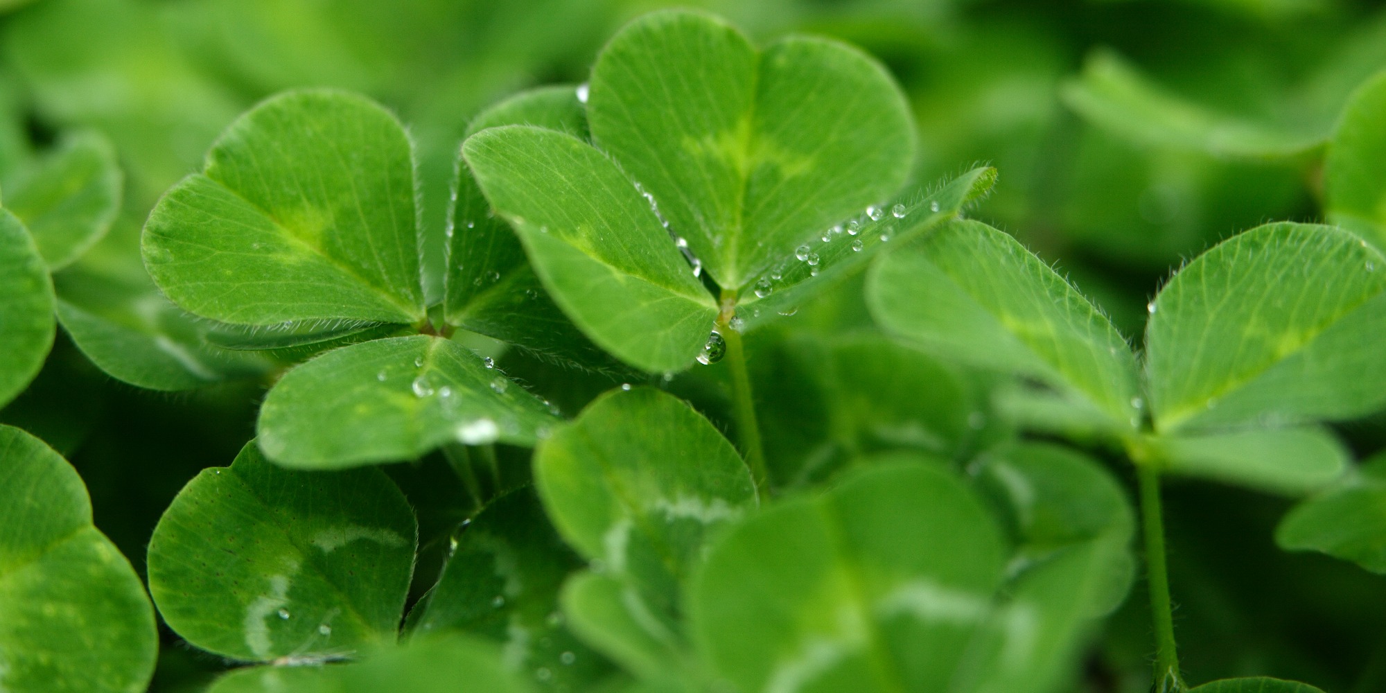 UWA School of Agriculture and Environment : The University of Western ...