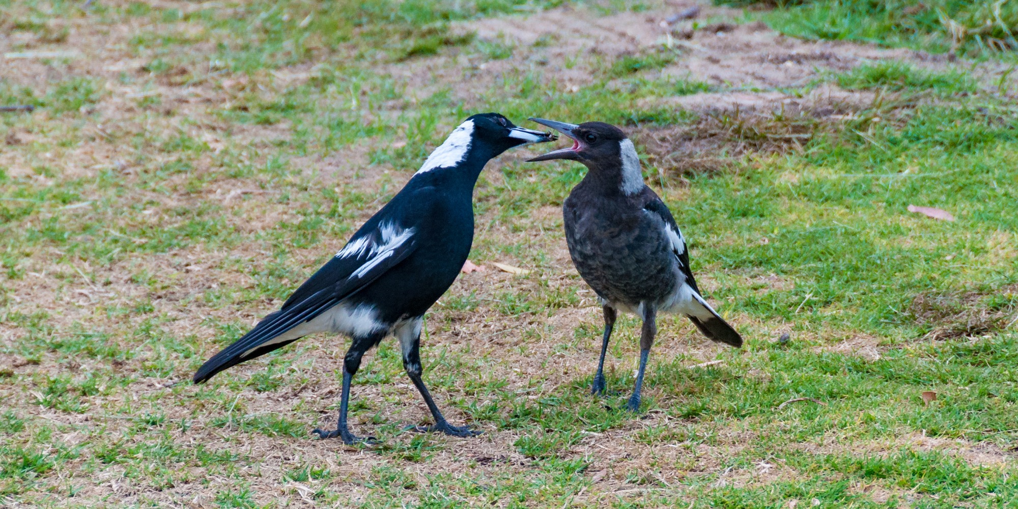 School of Biological Sciences : The University of Western Australia