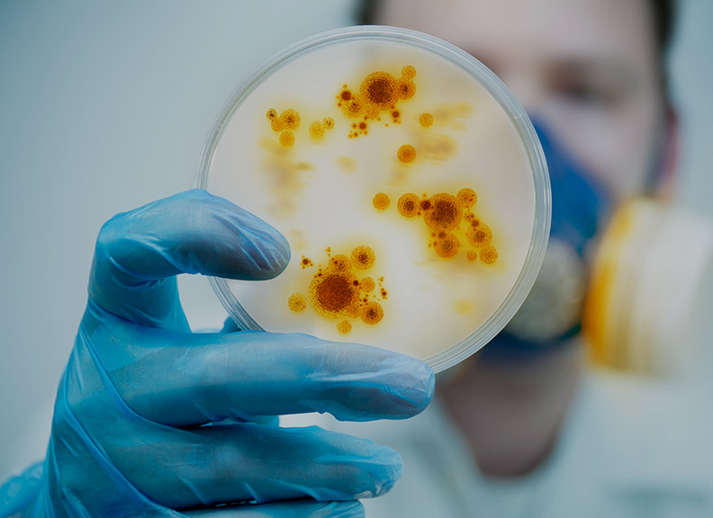 Master of Infectious Diseases : The University of Western Australia